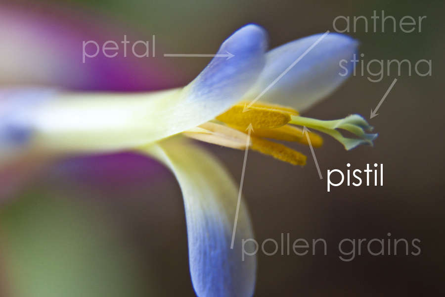 Pistil Lloyd Godman Catalogue Of Bromeliad Plants
